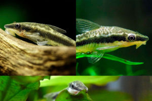 Otocinclus ficha técnica, cuidados y características
