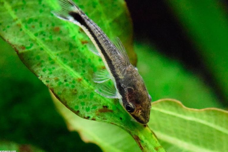 Otocinclus ficha técnica, cuidados y características