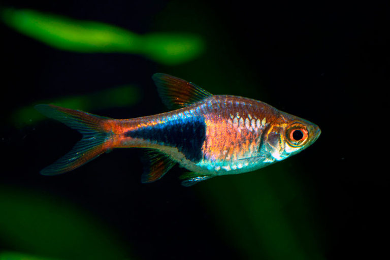 40 Peces COMPATIBLES con el PEZ NEÓN en 2025