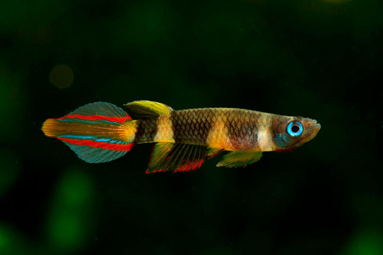 Conoce los PECES【 MÁS COLORIDOS 】de Agua Dulce