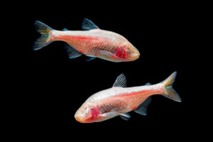 Tetra Mexicano【 PEZ CIEGO de las Cavernas 】Astyanax Mexicanus