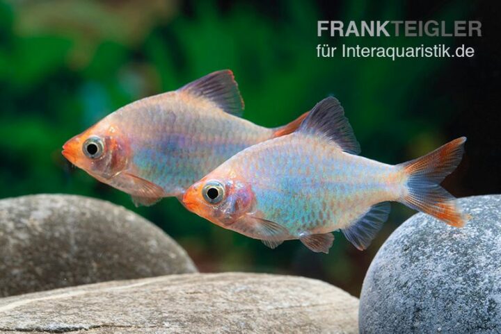 BARBO TIGRE ᐅ Conoce sus【 VARIEDADES 】y cuidados