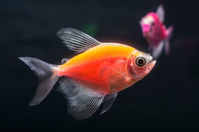 PEZ MONJITA ᐅ Conoce sus colores NEÓN, dieta y cuidados