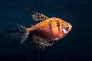 PEZ MONJITA ᐅ Conoce sus colores NEÓN, dieta y cuidados